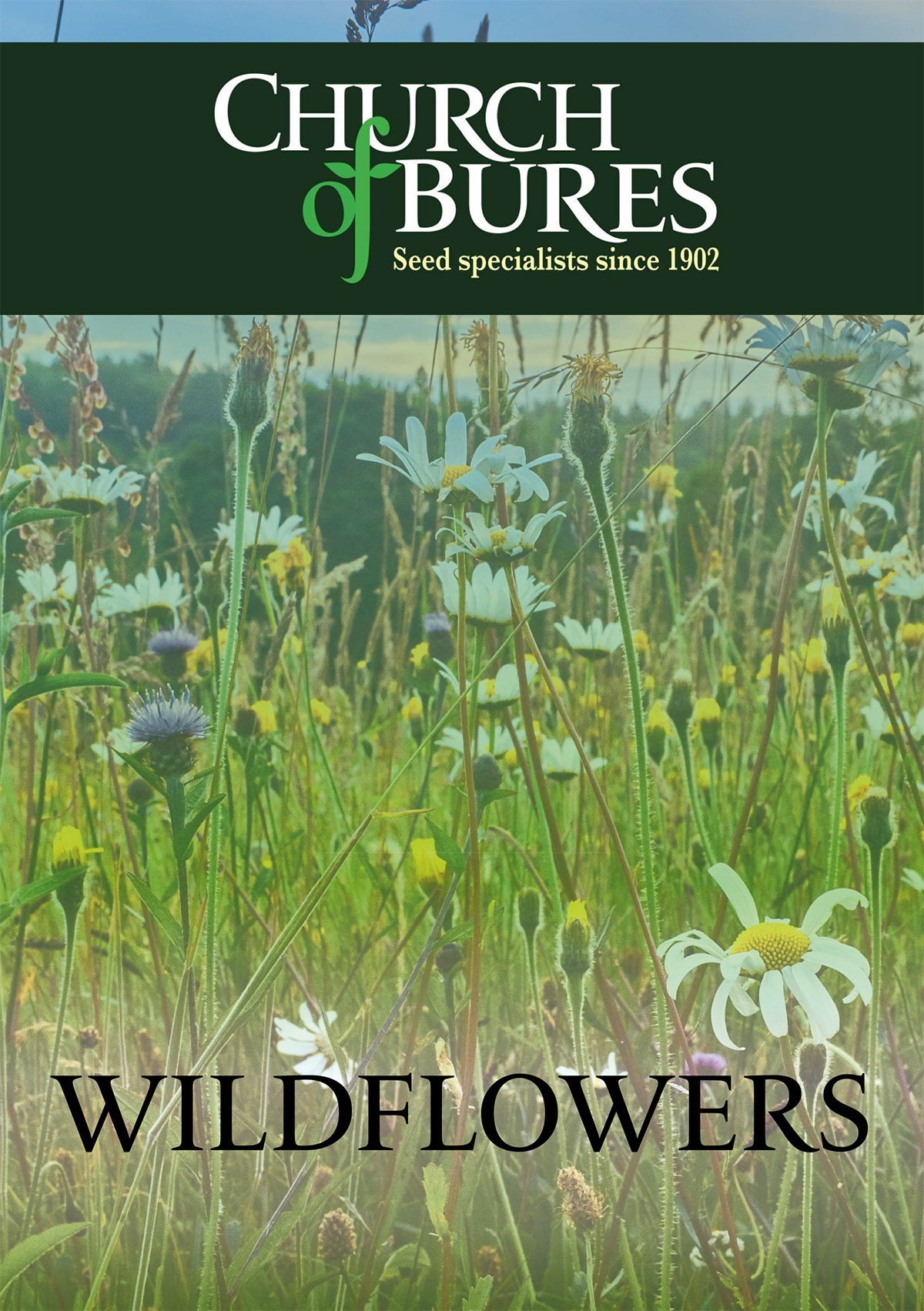 Wildflowers - Church of Bures