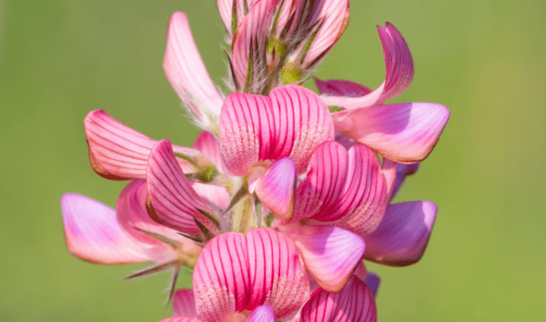 Countryside Stewardship - Church of Bures