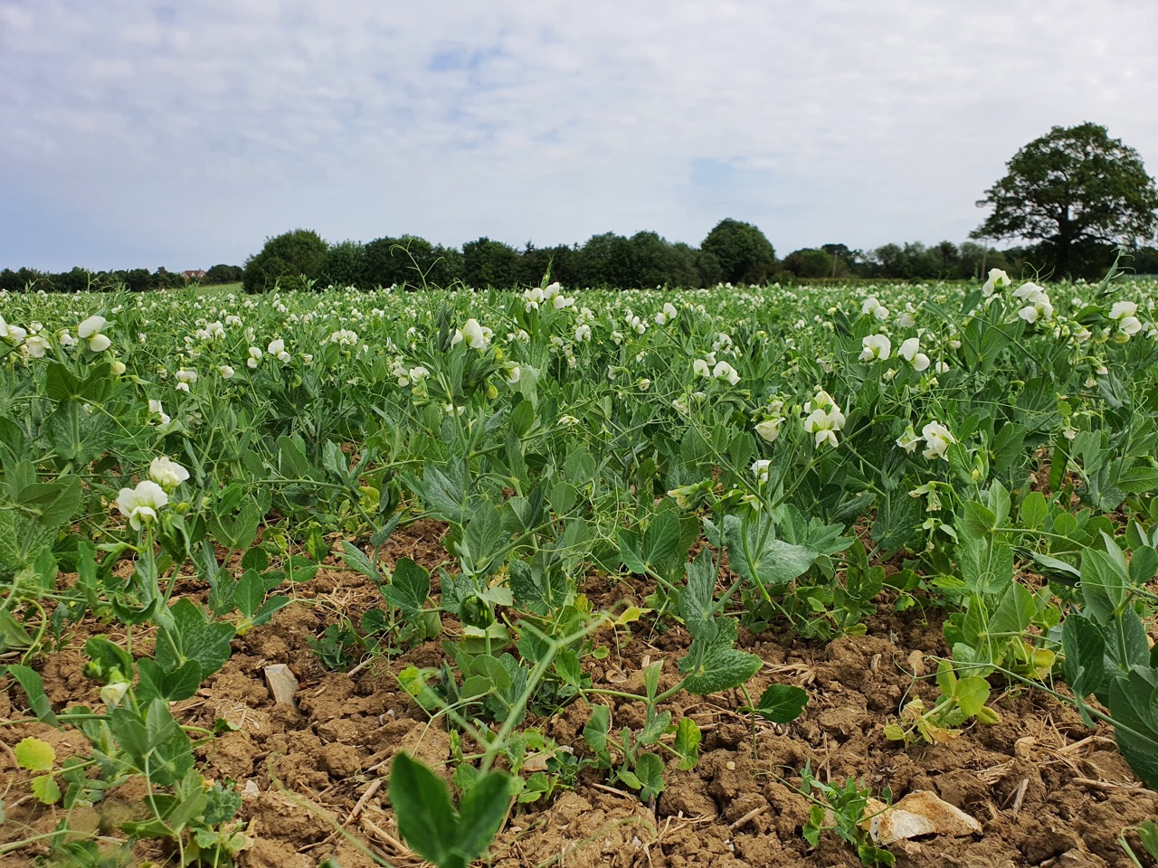 Peas - Church of Bures