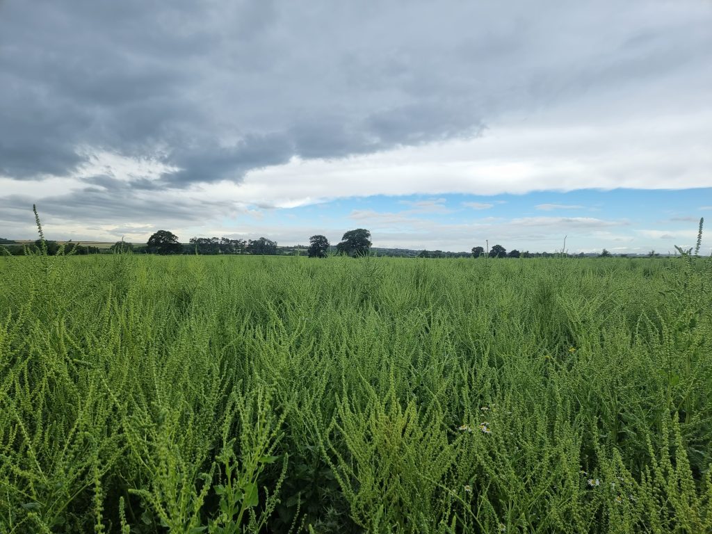 Root Crops - Church of Bures