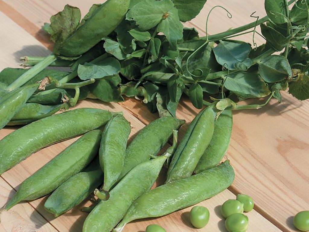 Peas - Church of Bures