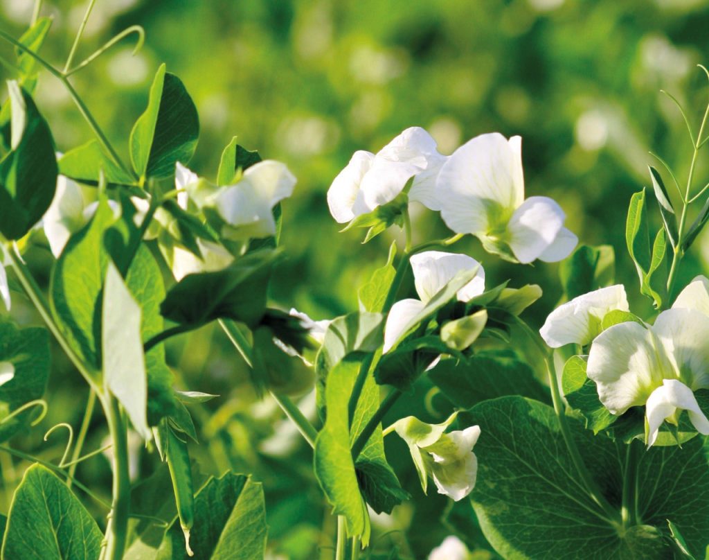 Peas - Church of Bures