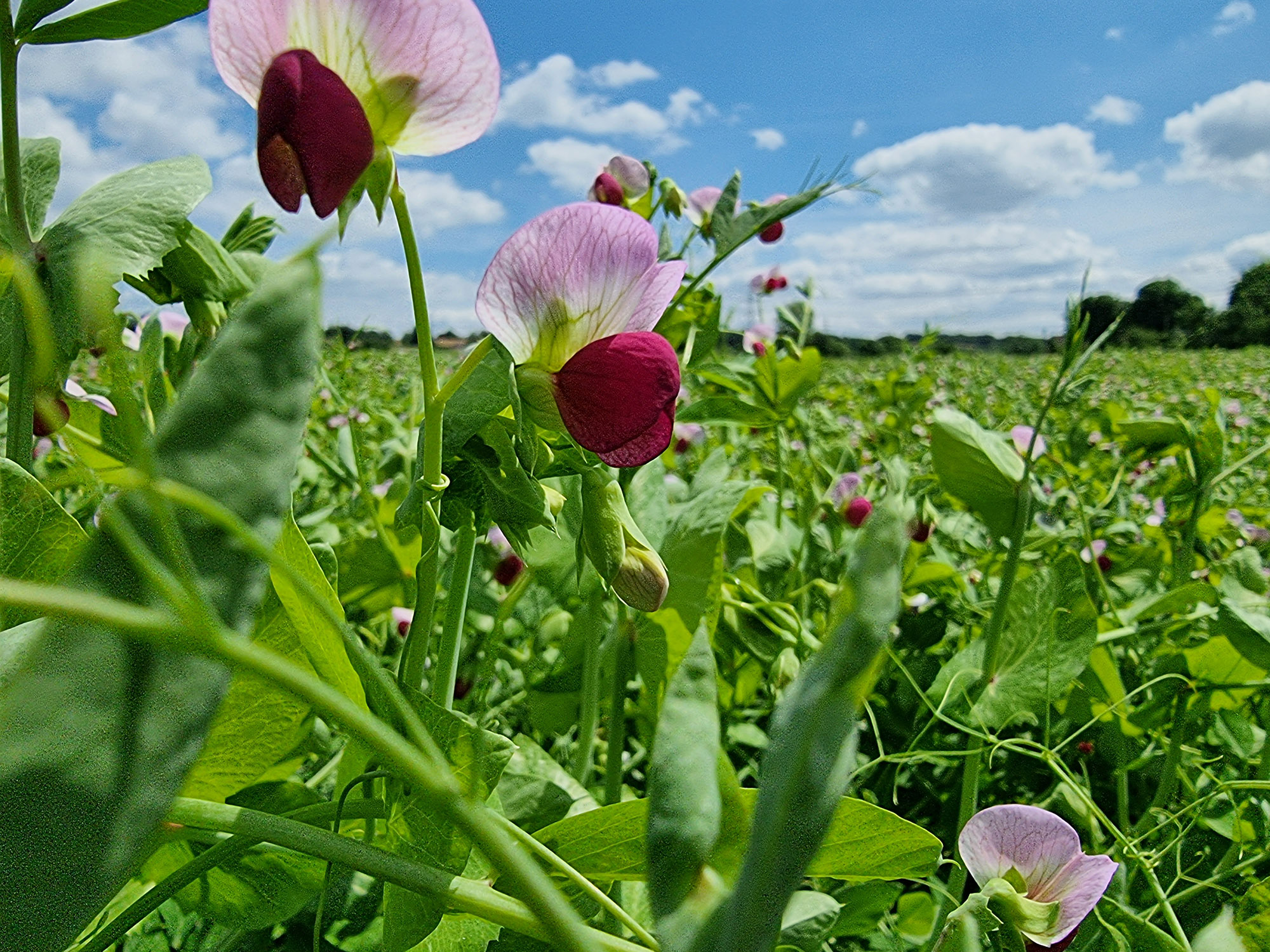 Peas - Church of Bures