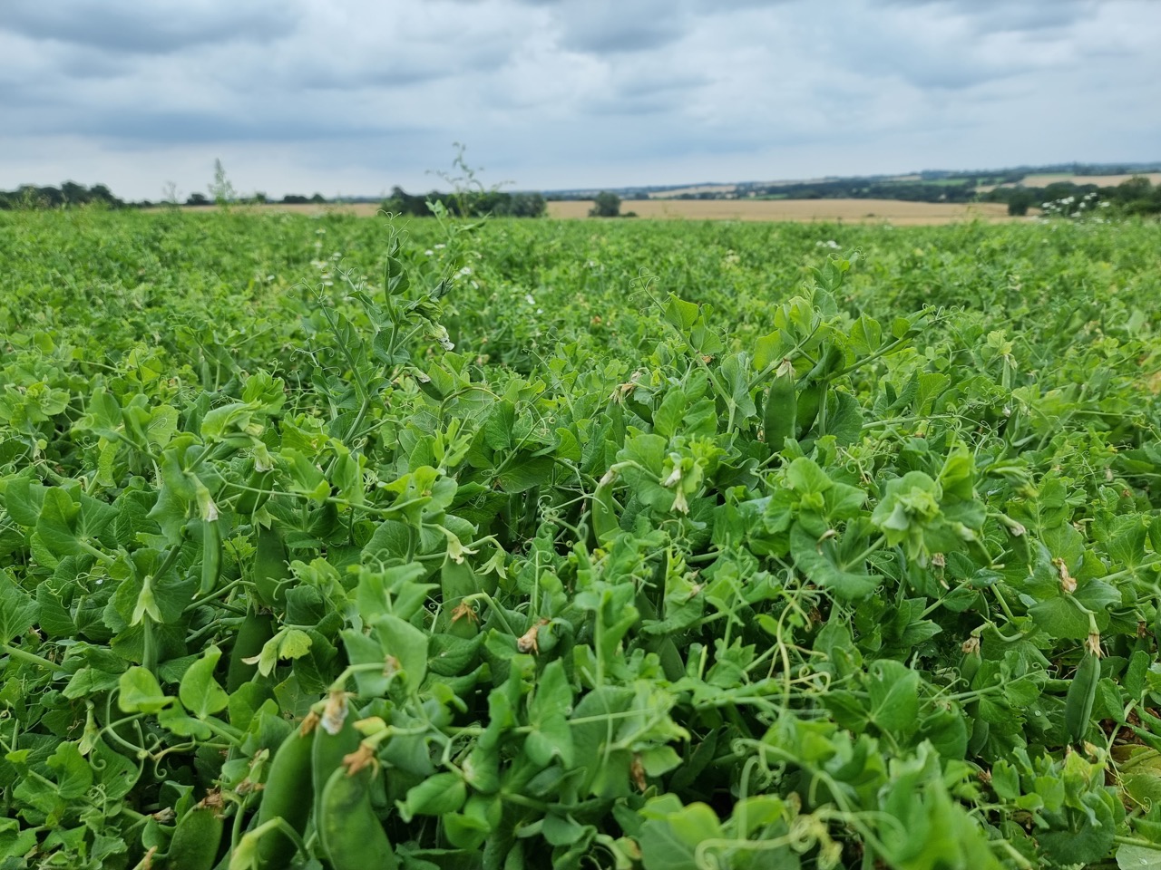 Peas - Church of Bures