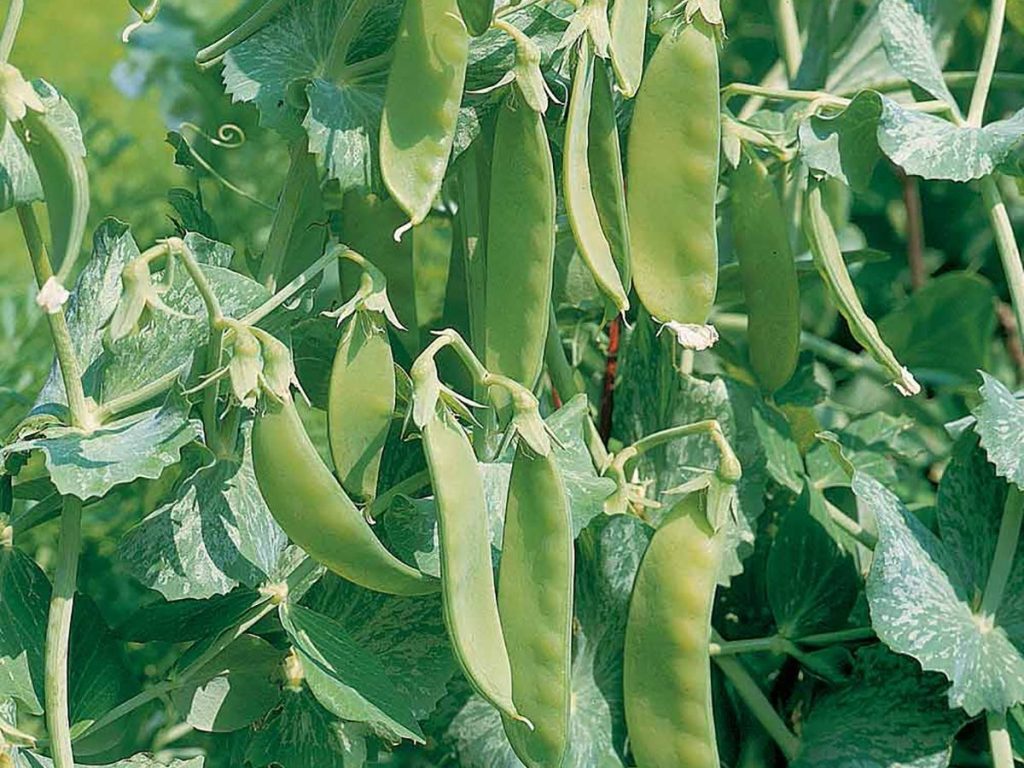 Peas - Church of Bures