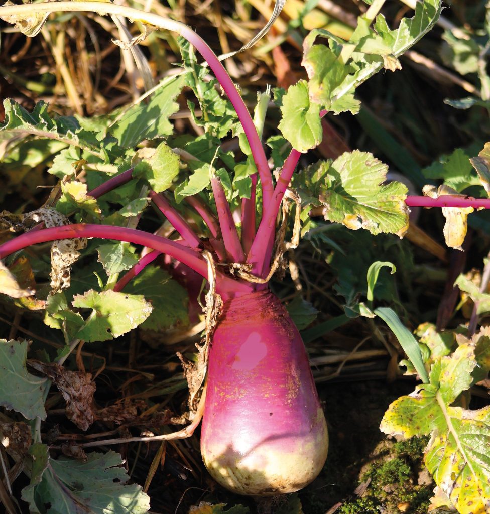 Root Crops - Church of Bures