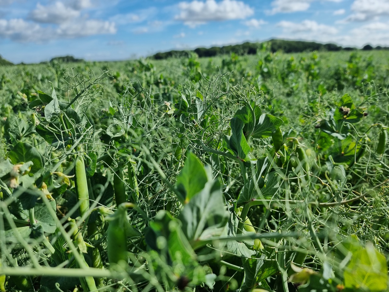Peas - Church of Bures