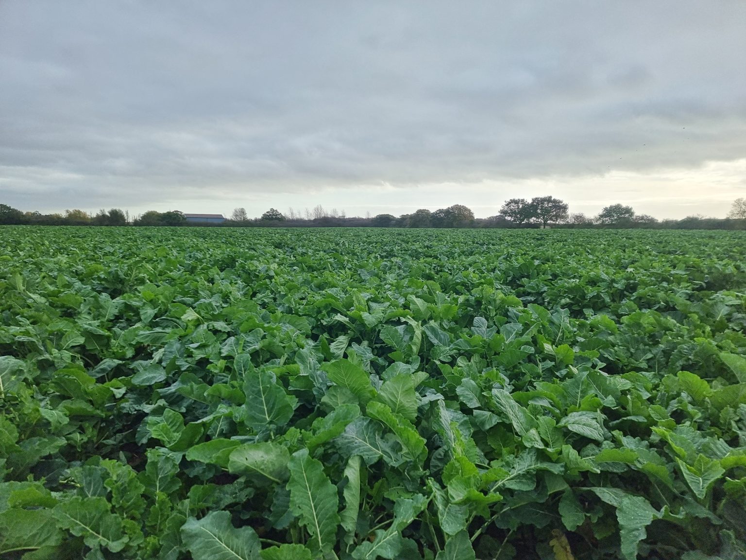 Root Crops - Church of Bures