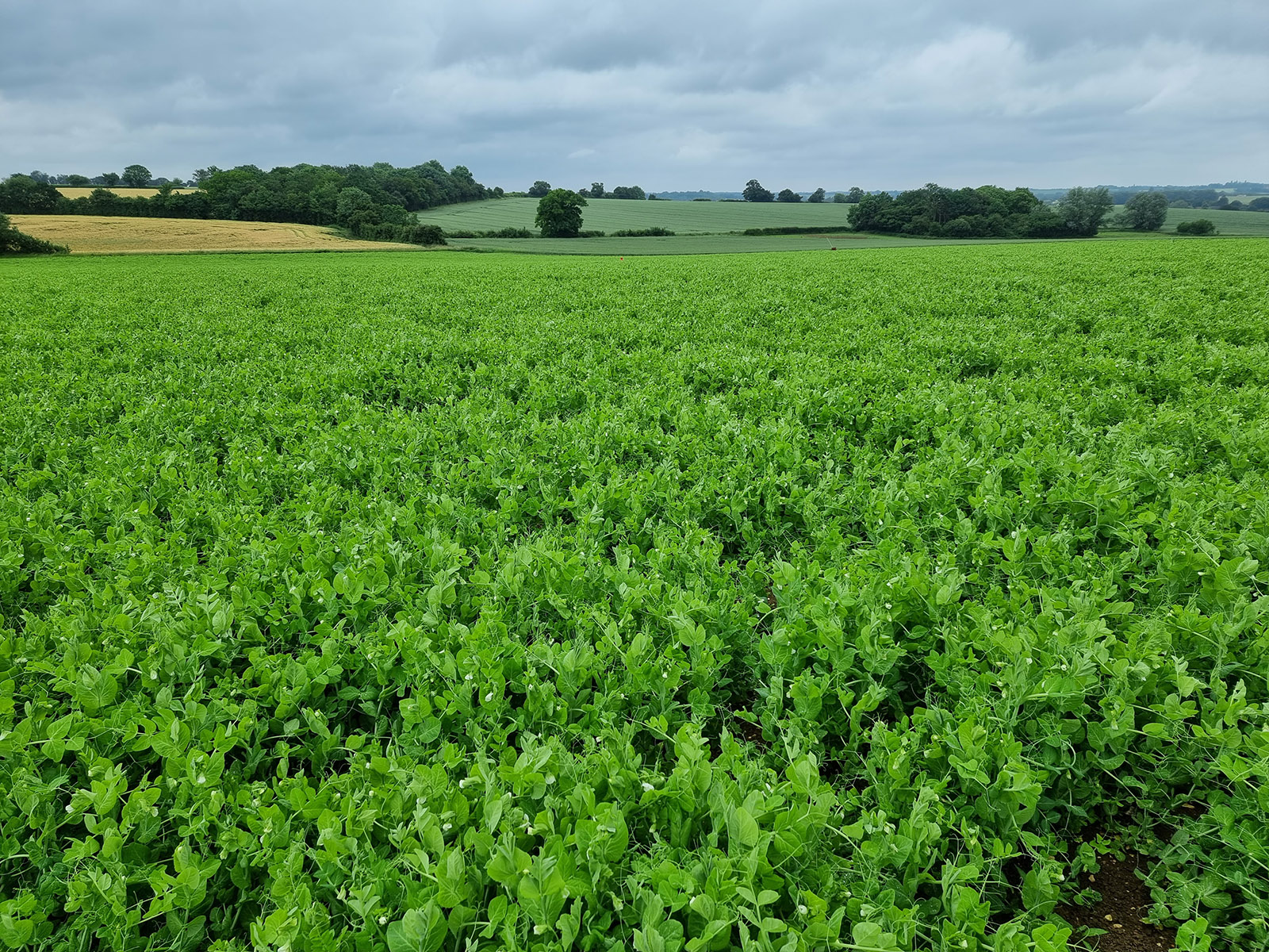 Peas - Church of Bures