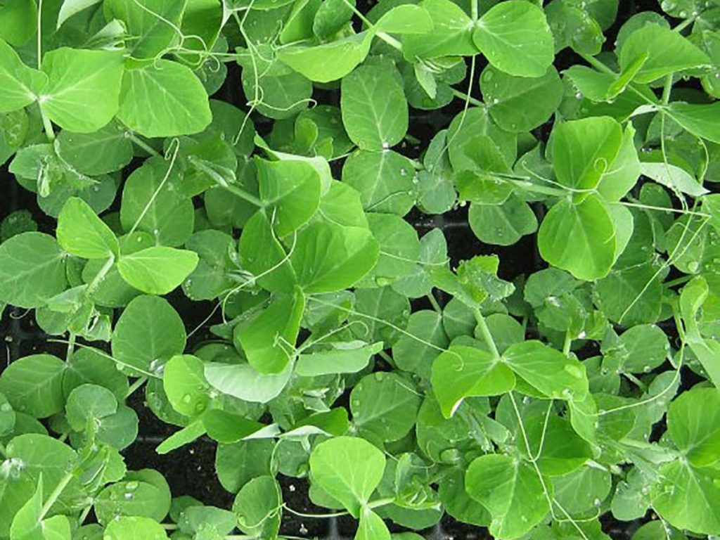 Peas - Church of Bures